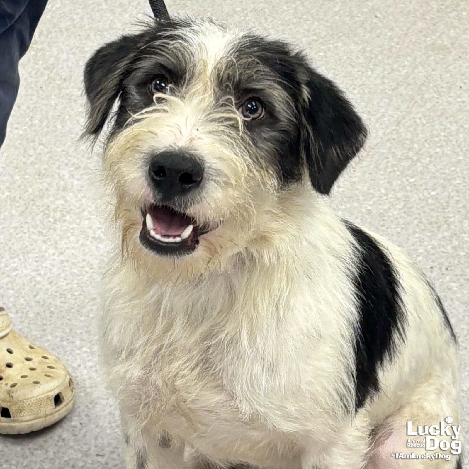 Adopt | Lucky Dog Animal Rescue
