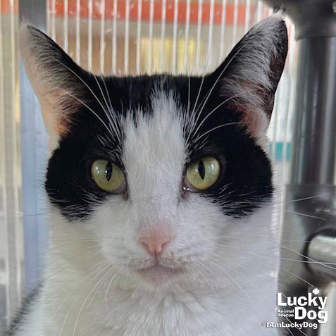 Adopt | Lucky Dog Animal Rescue