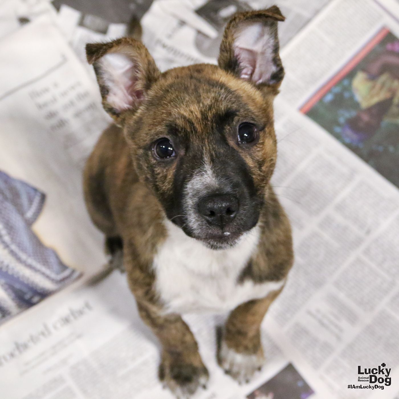 Adopt | Lucky Dog Animal Rescue