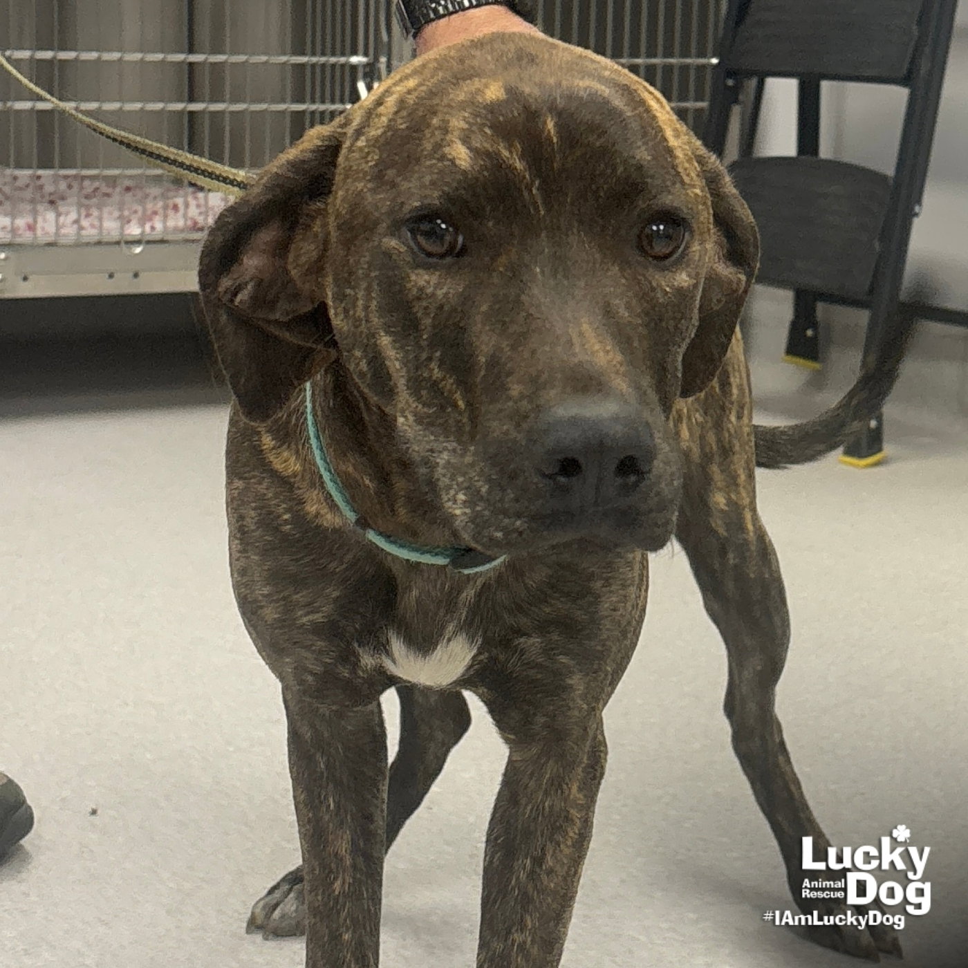 Adopt | Lucky Dog Animal Rescue