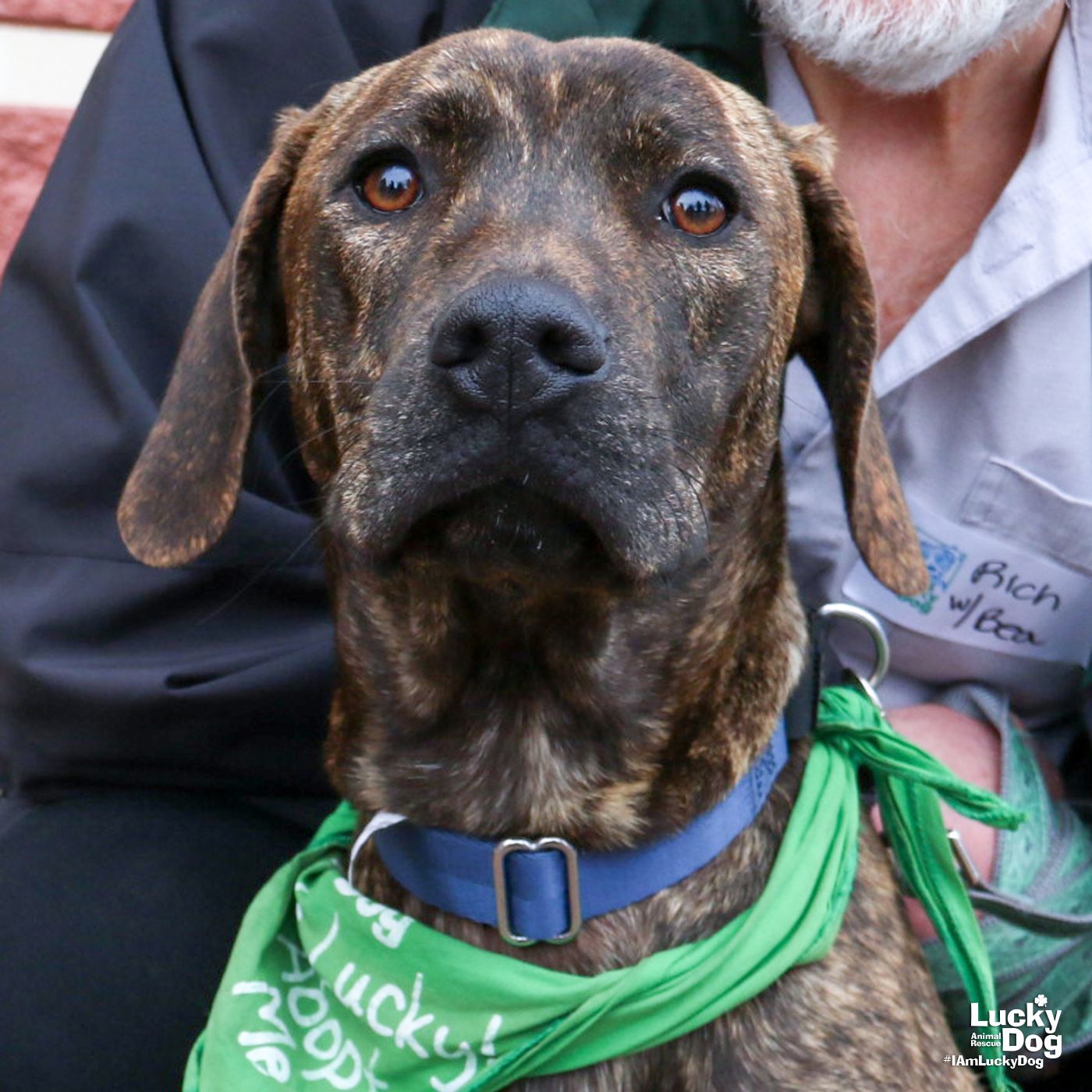 Adopt | Lucky Dog Animal Rescue