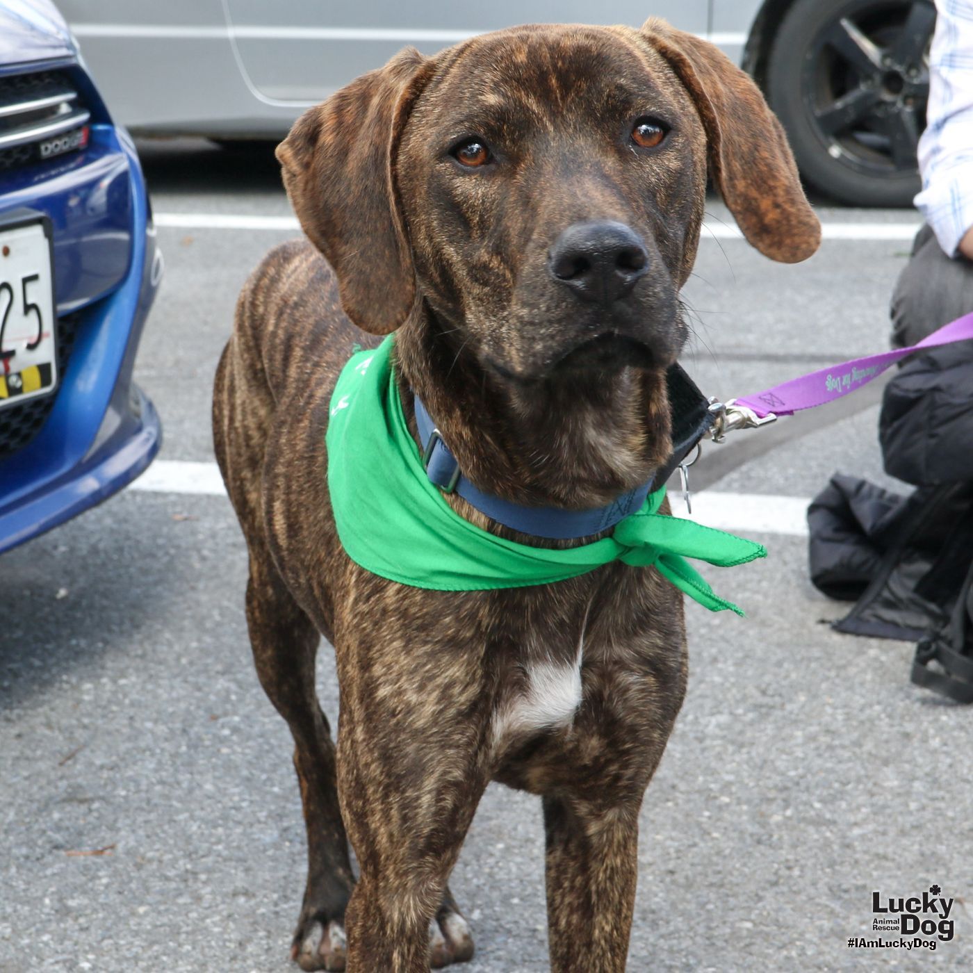 Adopt | Lucky Dog Animal Rescue