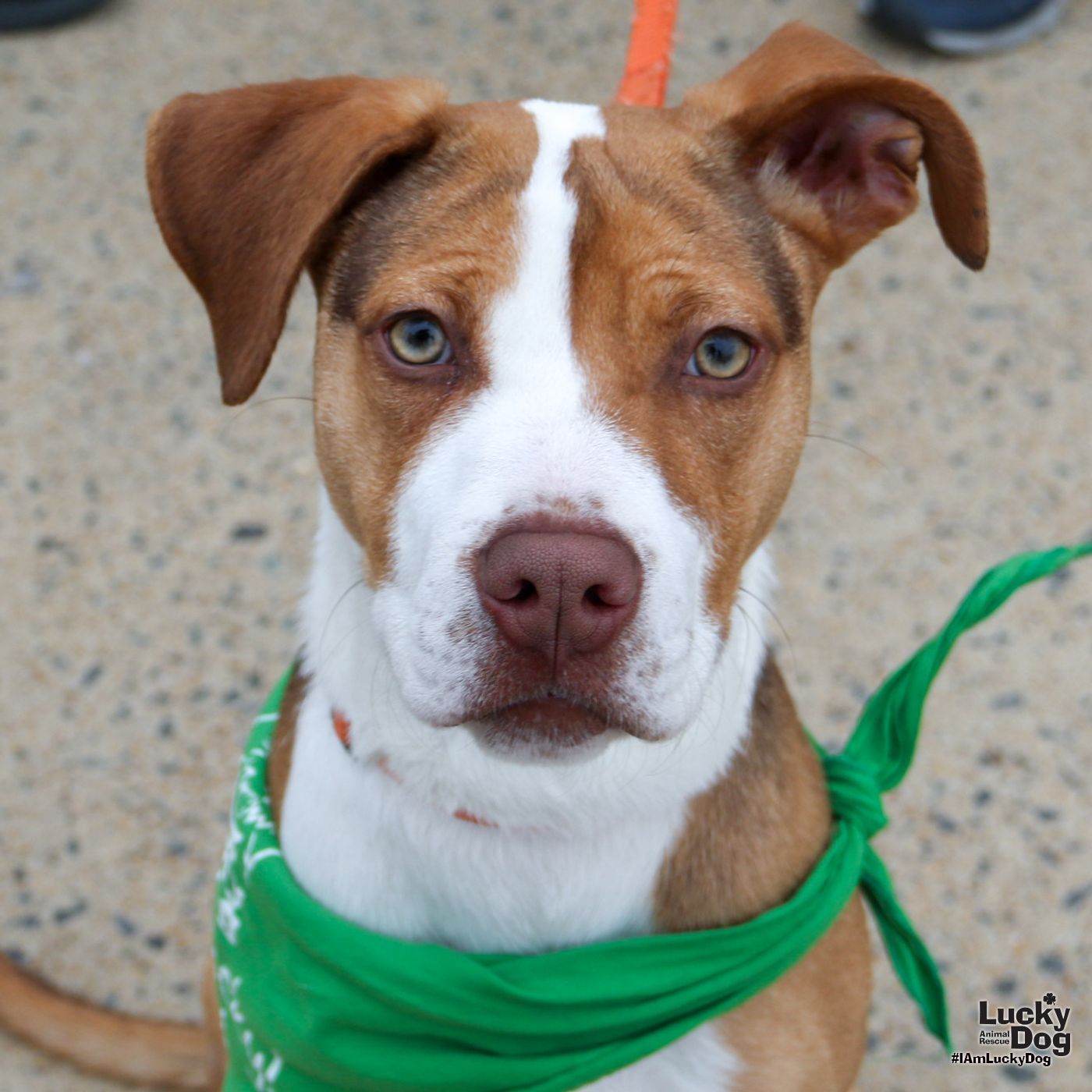Adopt | Lucky Dog Animal Rescue
