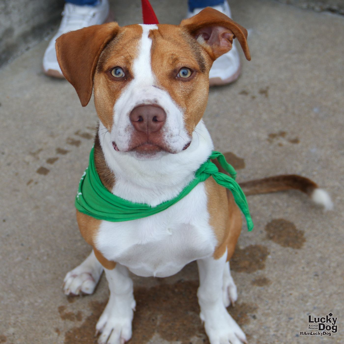 Adopt | Lucky Dog Animal Rescue