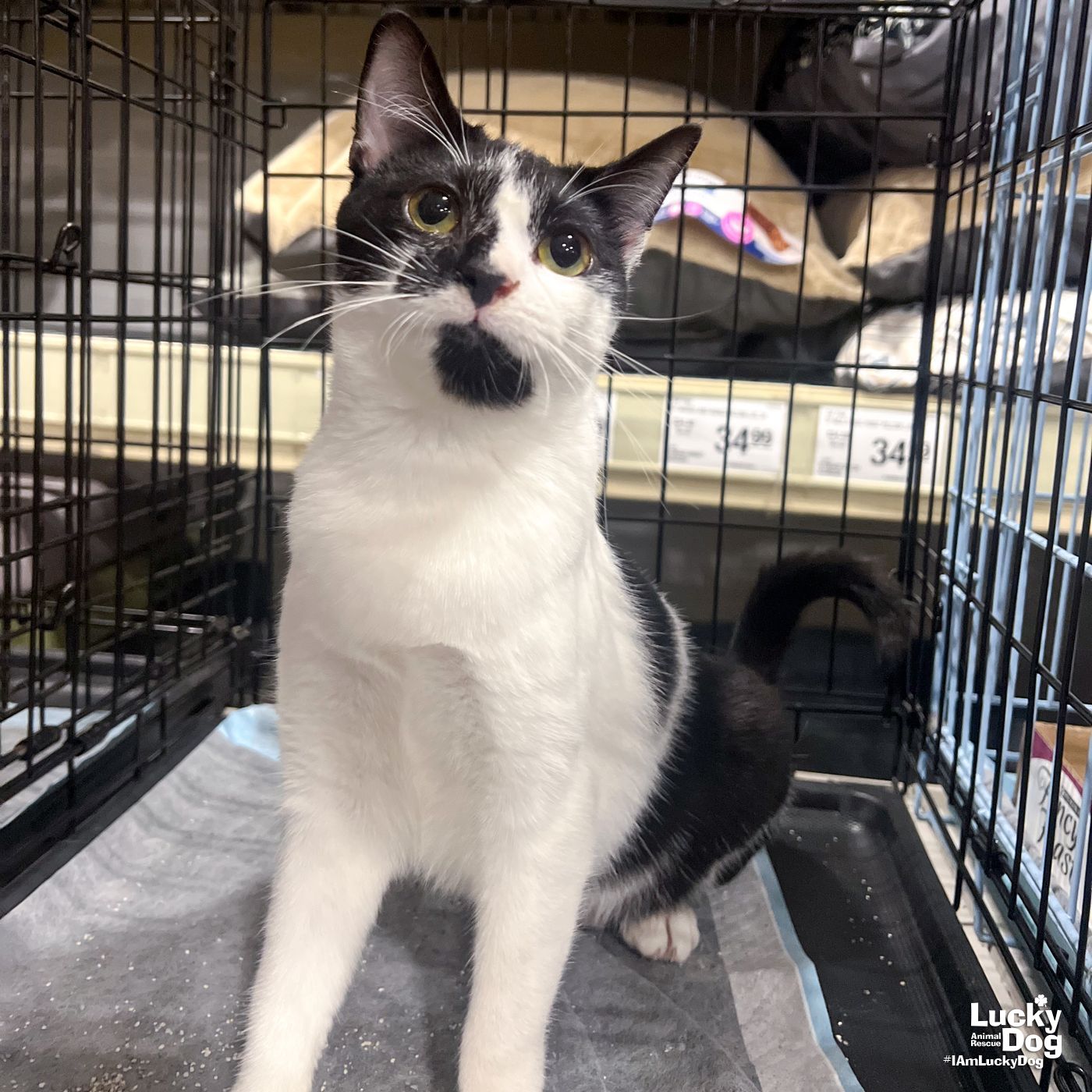Adopt | Lucky Dog Animal Rescue