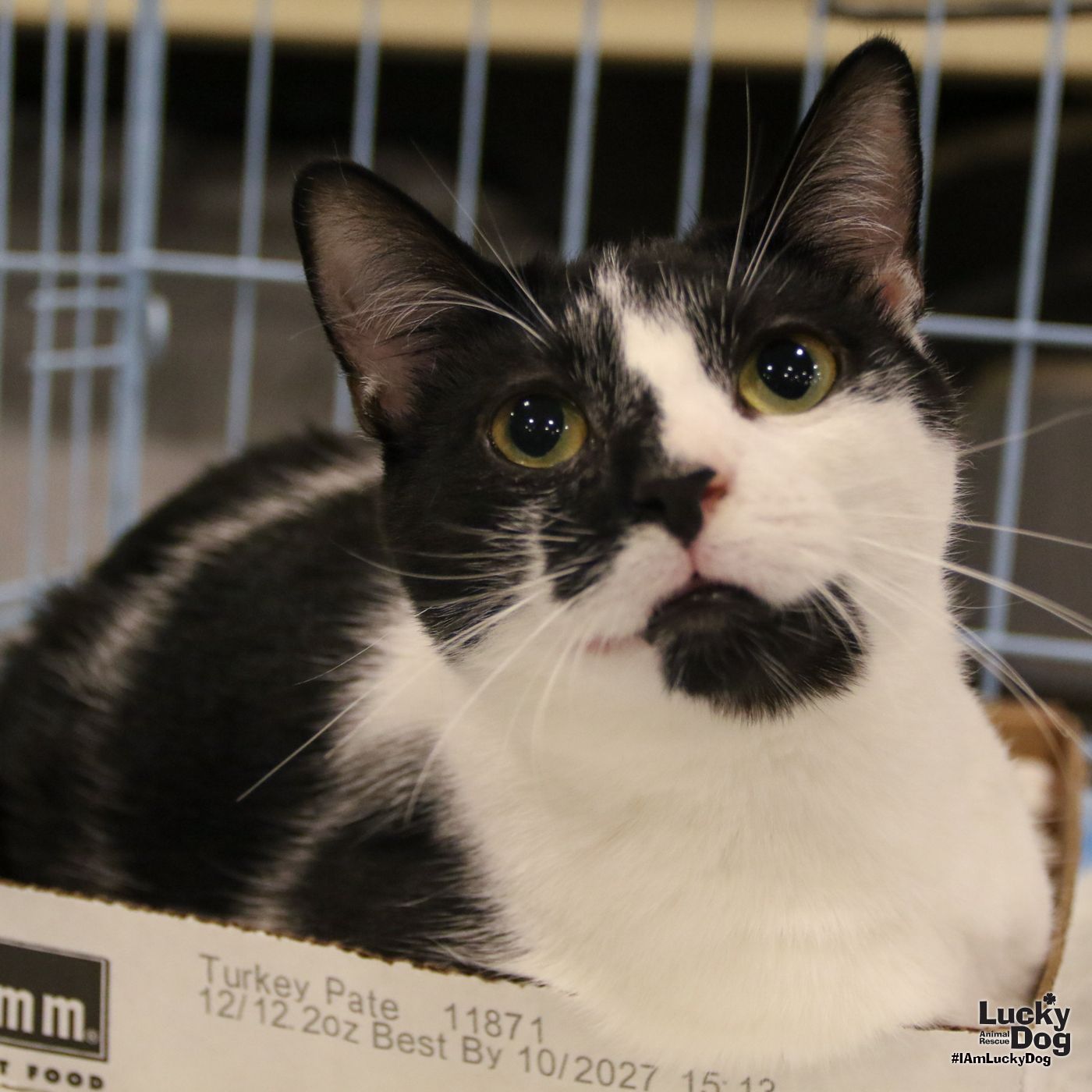 Adopt | Lucky Dog Animal Rescue