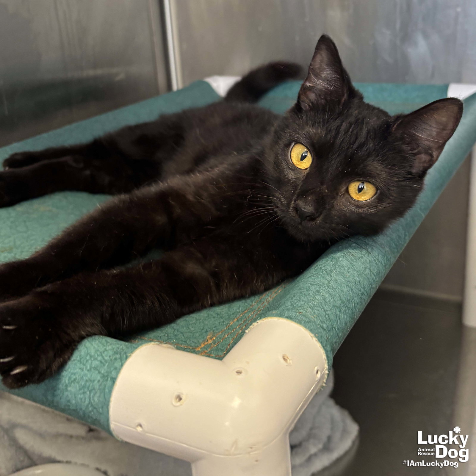 Adopt | Lucky Dog Animal Rescue