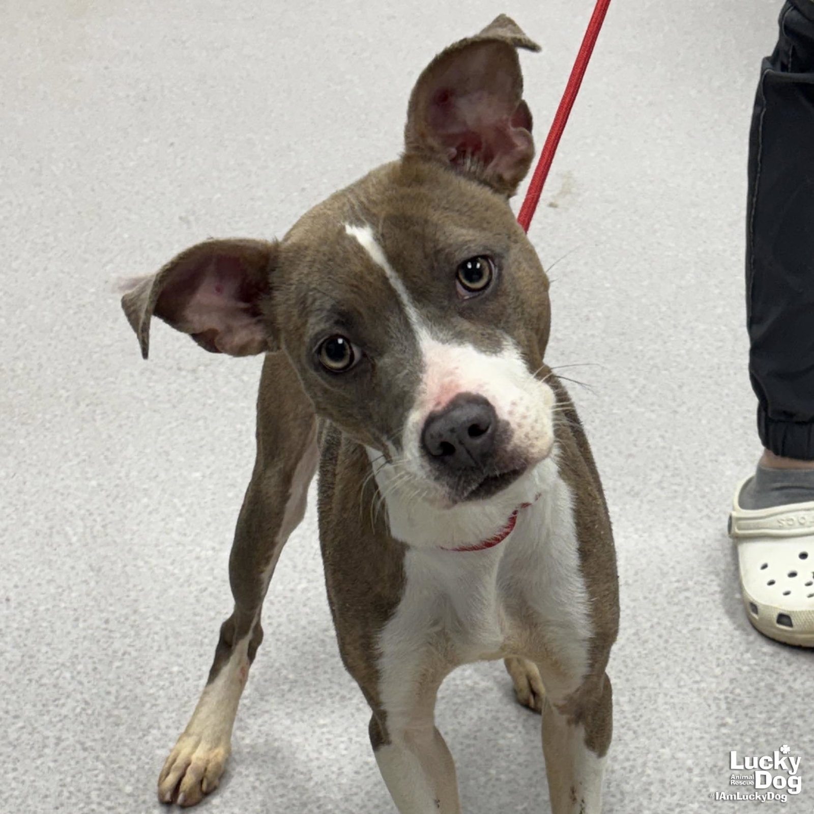 Adopt | Lucky Dog Animal Rescue