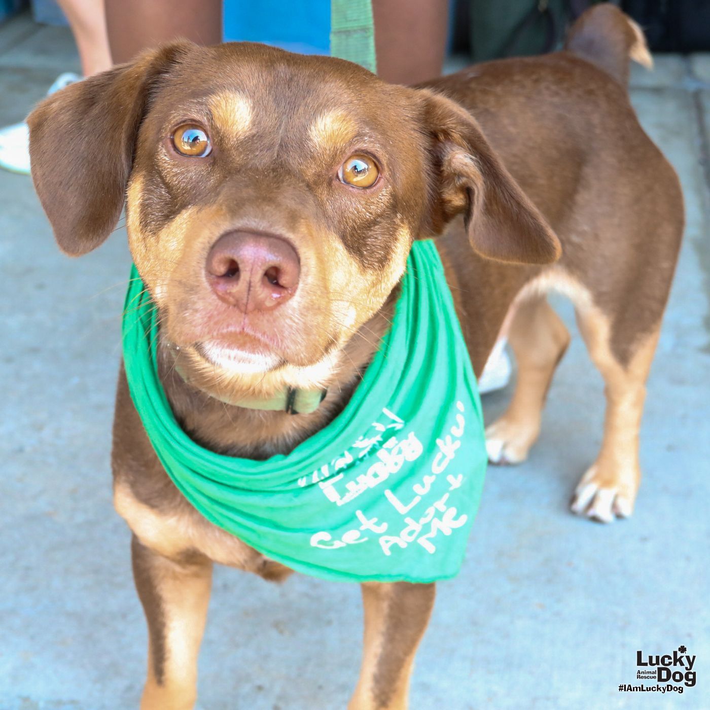 Adopt | Lucky Dog Animal Rescue