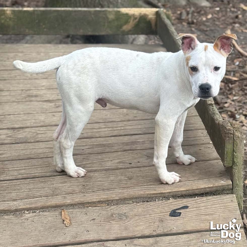 Adopt | Lucky Dog Animal Rescue