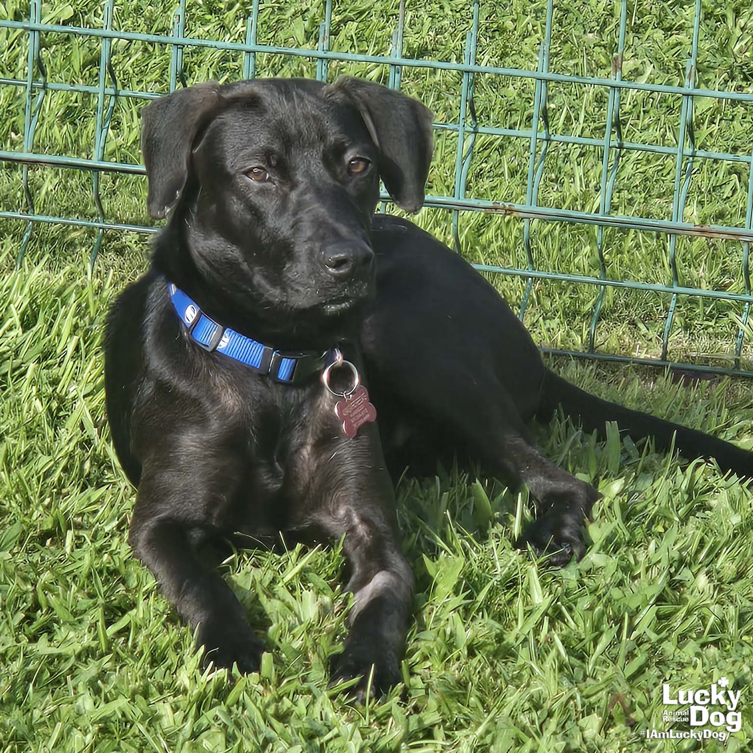 Adopt | Lucky Dog Animal Rescue