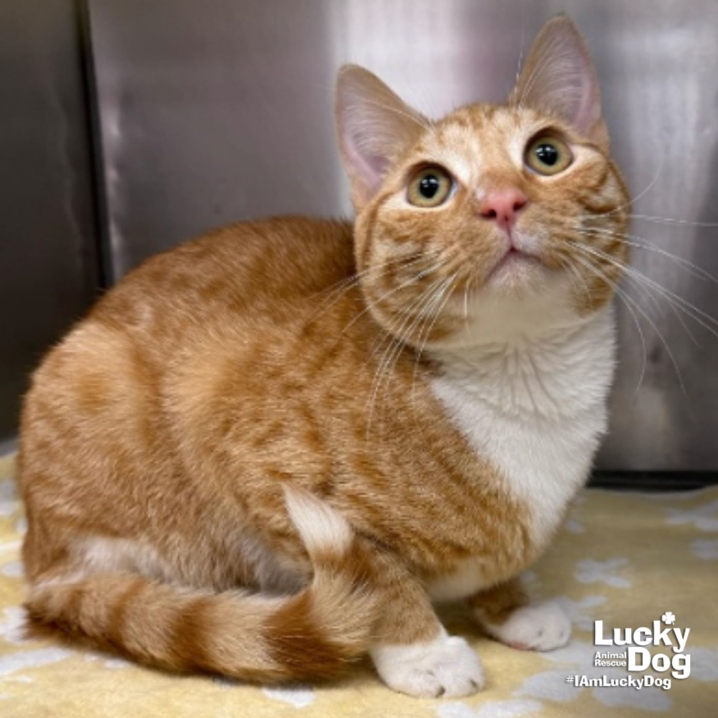 Adopt | Lucky Dog Animal Rescue