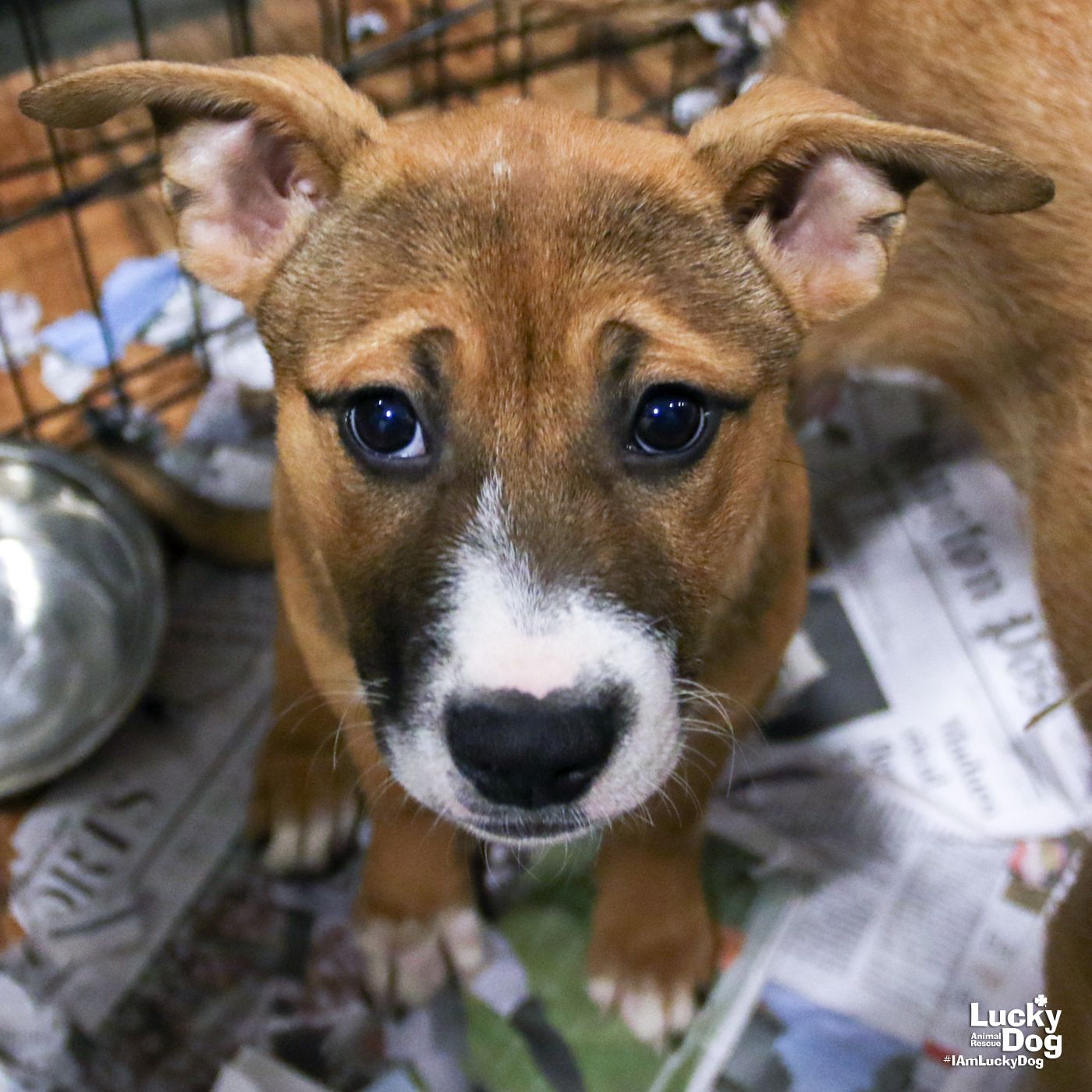 Adopt | Lucky Dog Animal Rescue