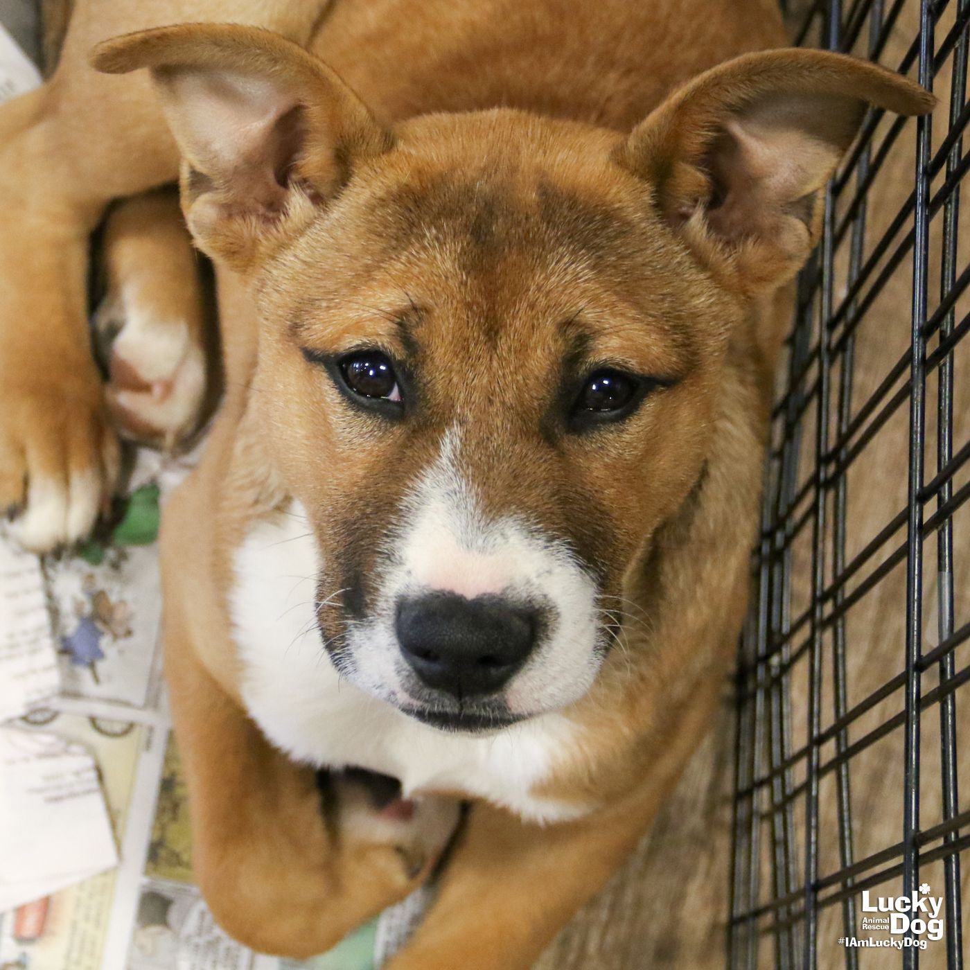 Adopt | Lucky Dog Animal Rescue