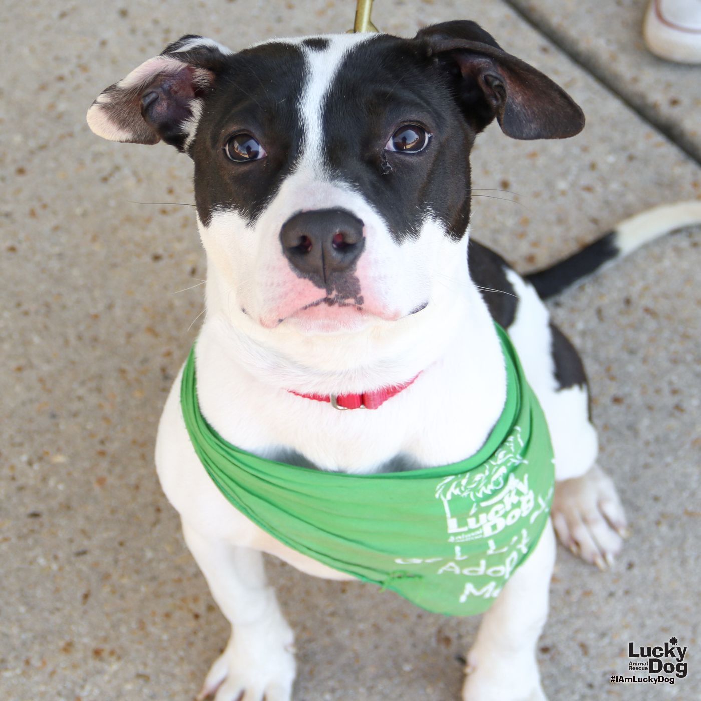 Adopt | Lucky Dog Animal Rescue