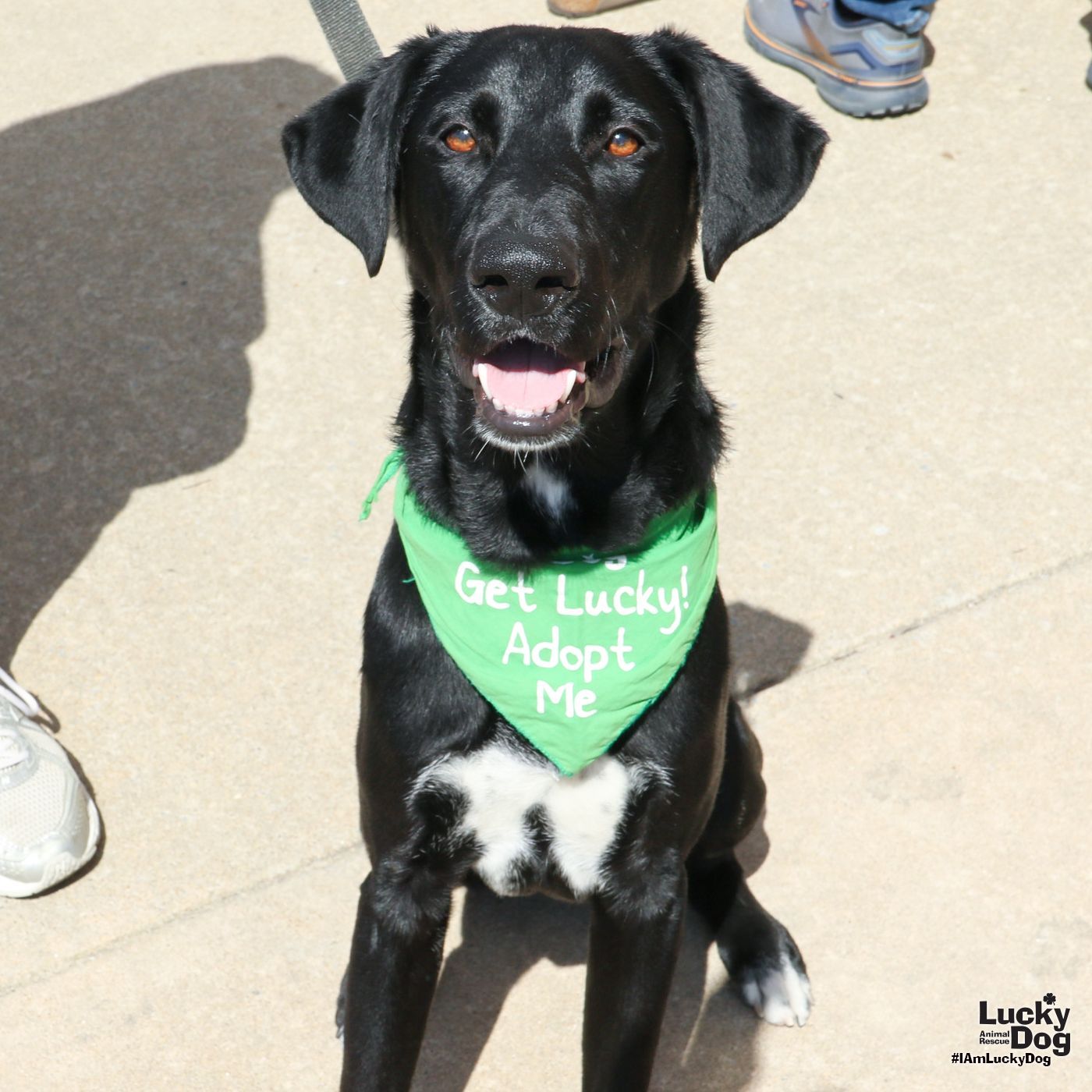 Adopt | Lucky Dog Animal Rescue