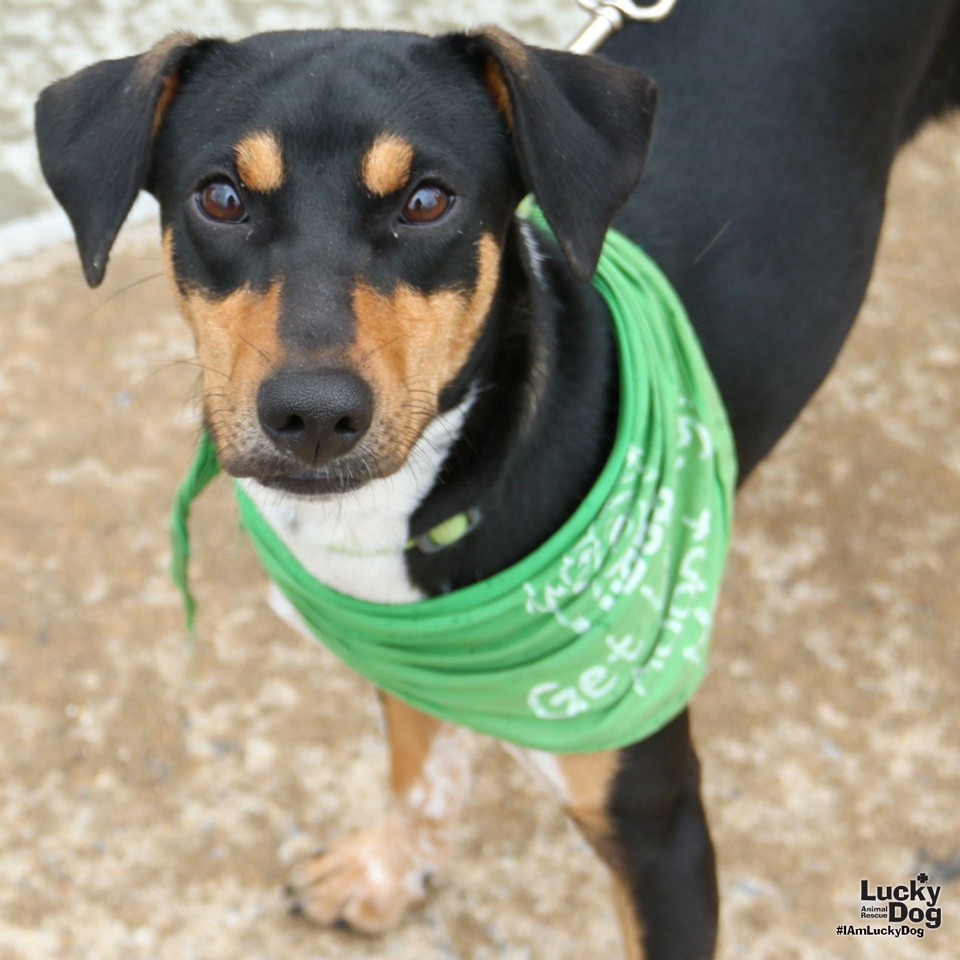 Adopt | Lucky Dog Animal Rescue