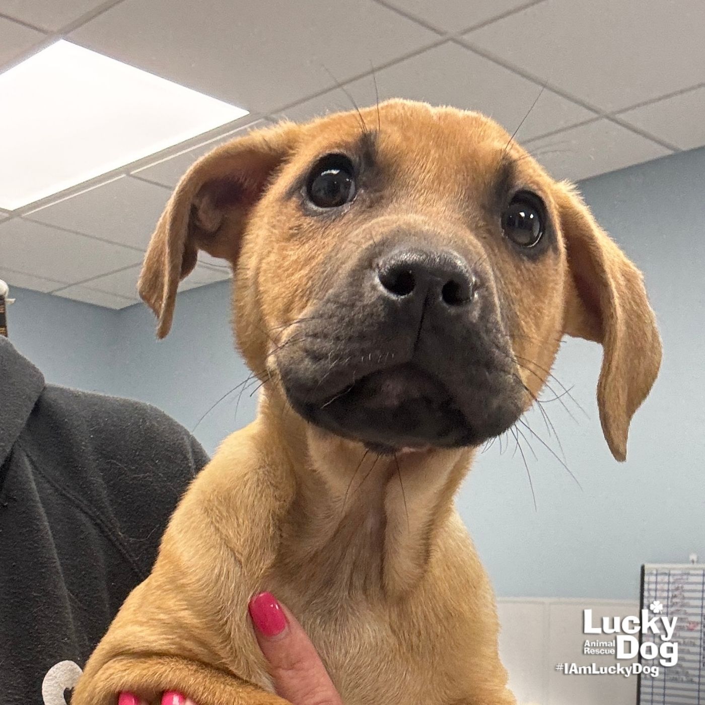 Adopt | Lucky Dog Animal Rescue