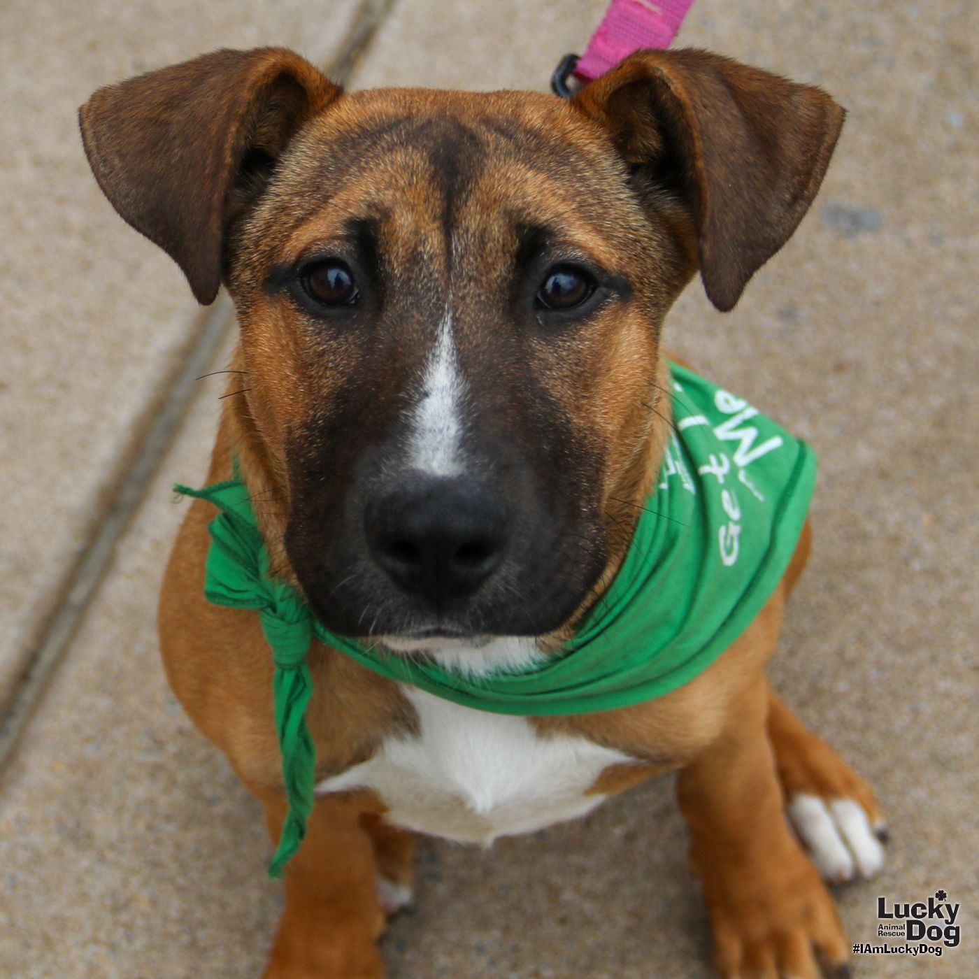 Adopt | Lucky Dog Animal Rescue