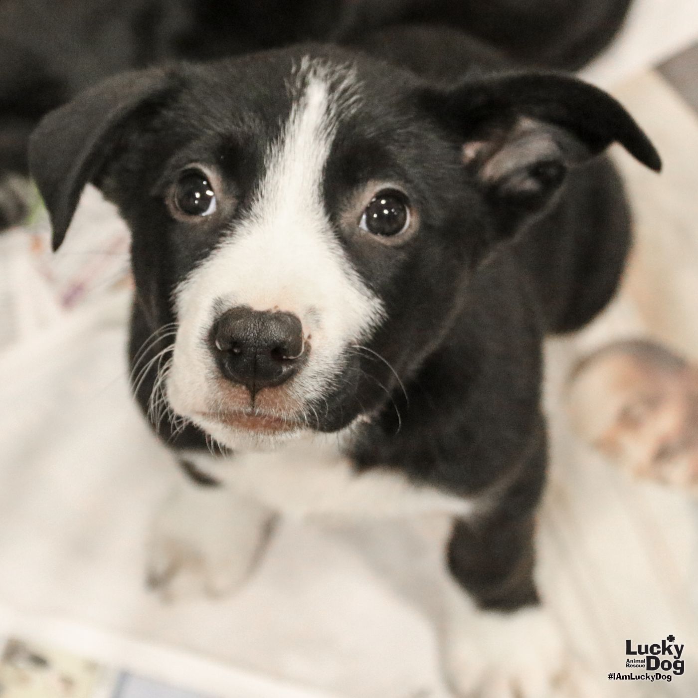 Adopt | Lucky Dog Animal Rescue