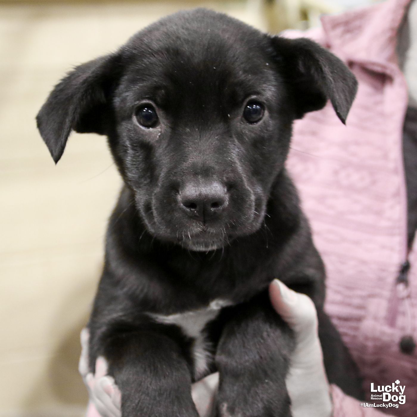 Adopt | Lucky Dog Animal Rescue
