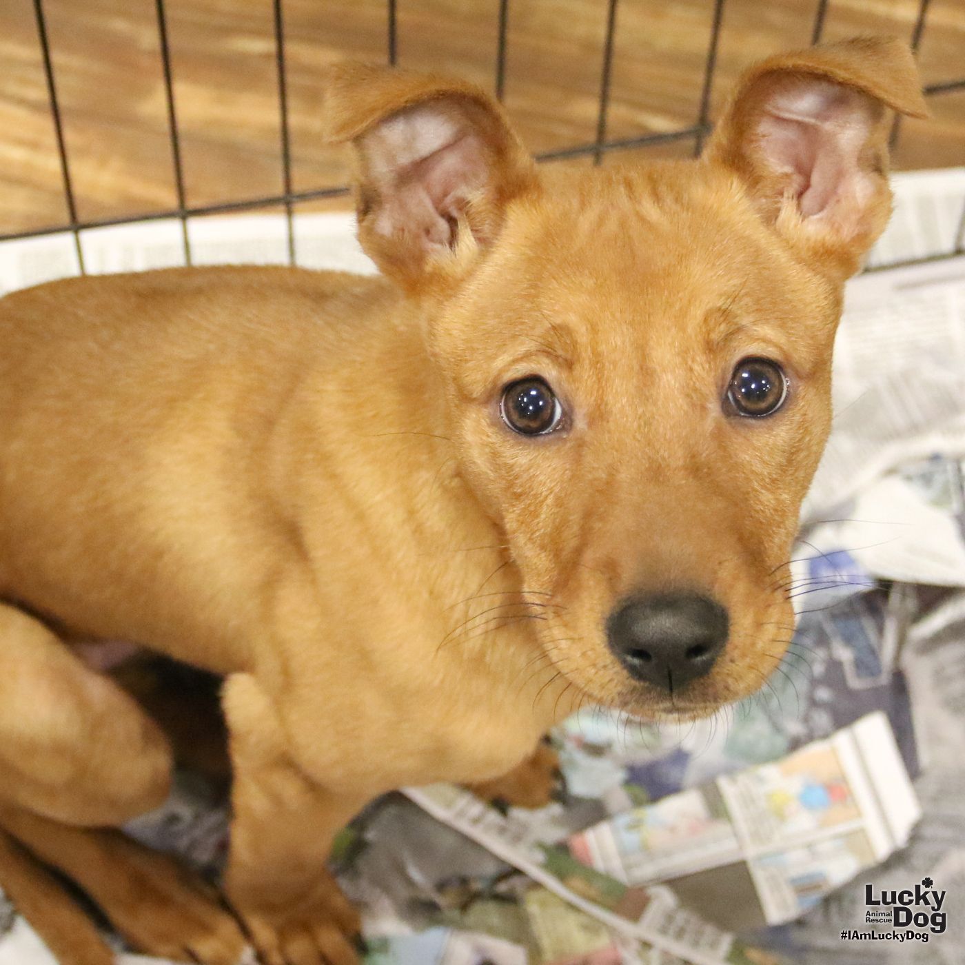 Adopt | Lucky Dog Animal Rescue