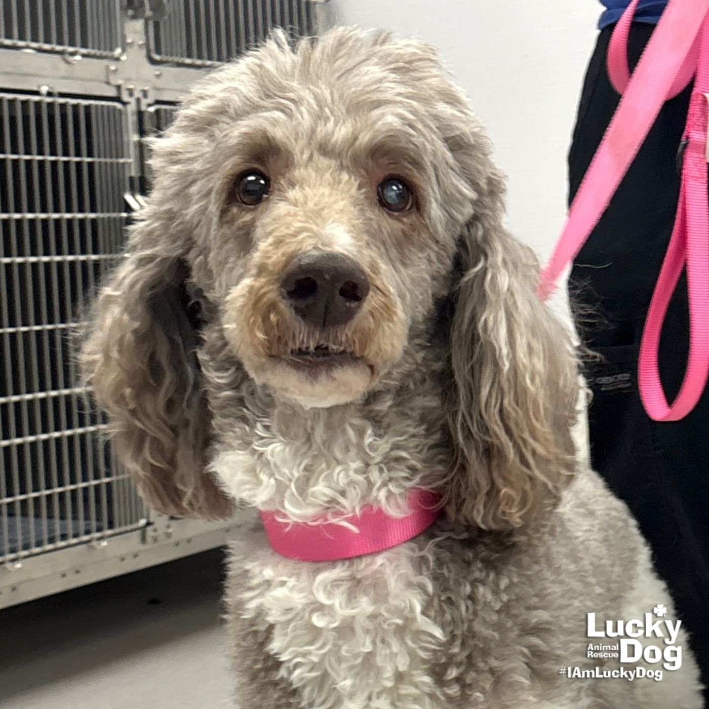 Adopt | Lucky Dog Animal Rescue