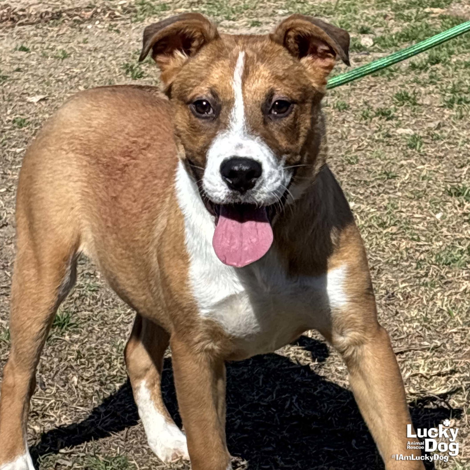 Adopt | Lucky Dog Animal Rescue