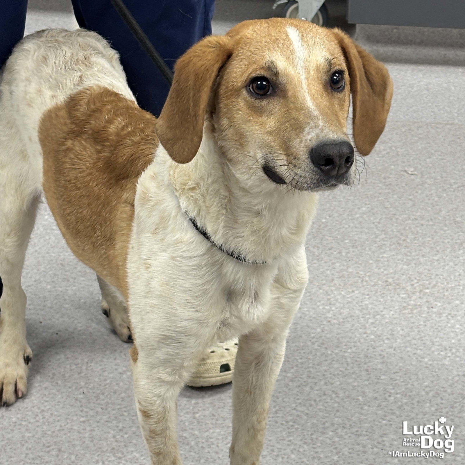 Adopt | Lucky Dog Animal Rescue