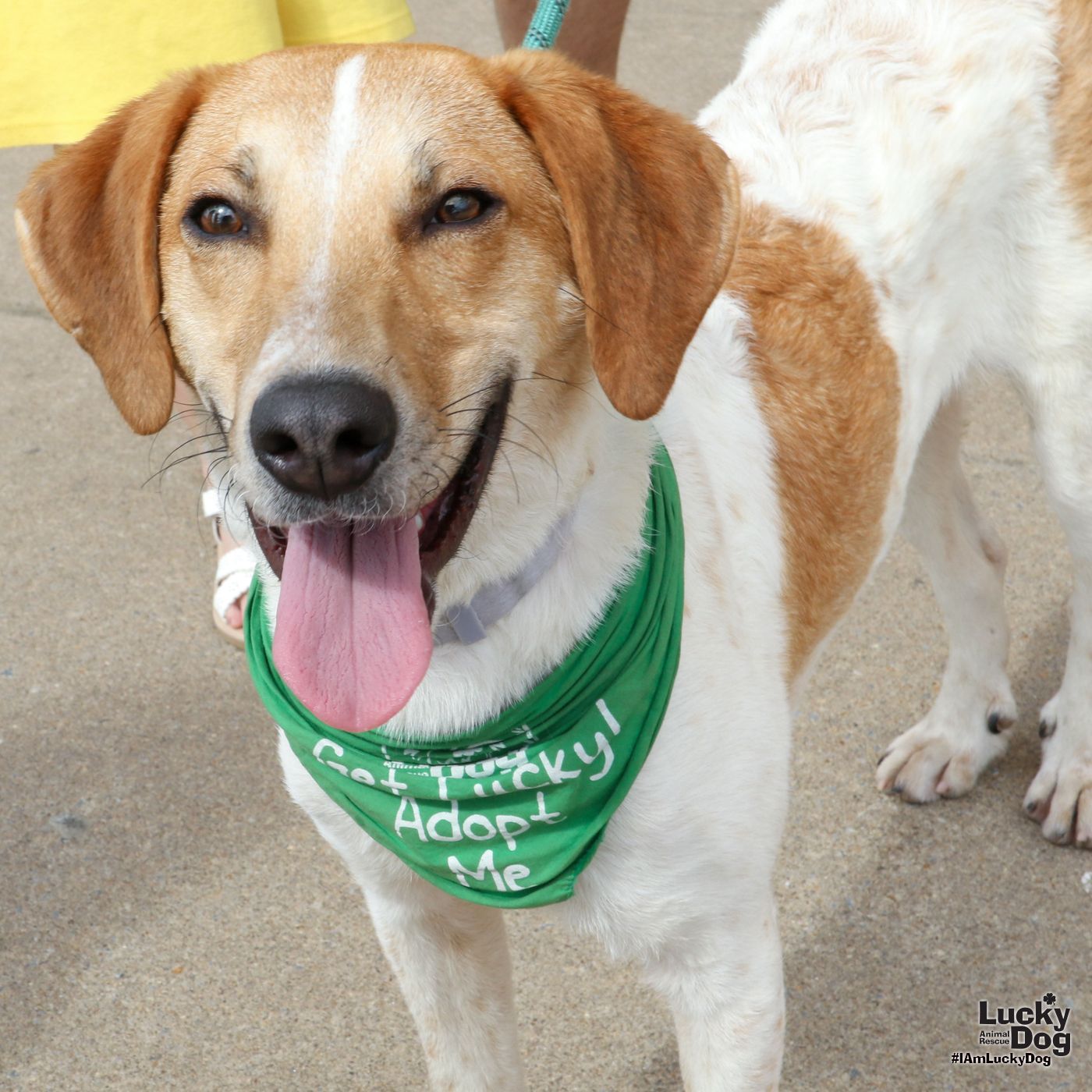 Adopt | Lucky Dog Animal Rescue