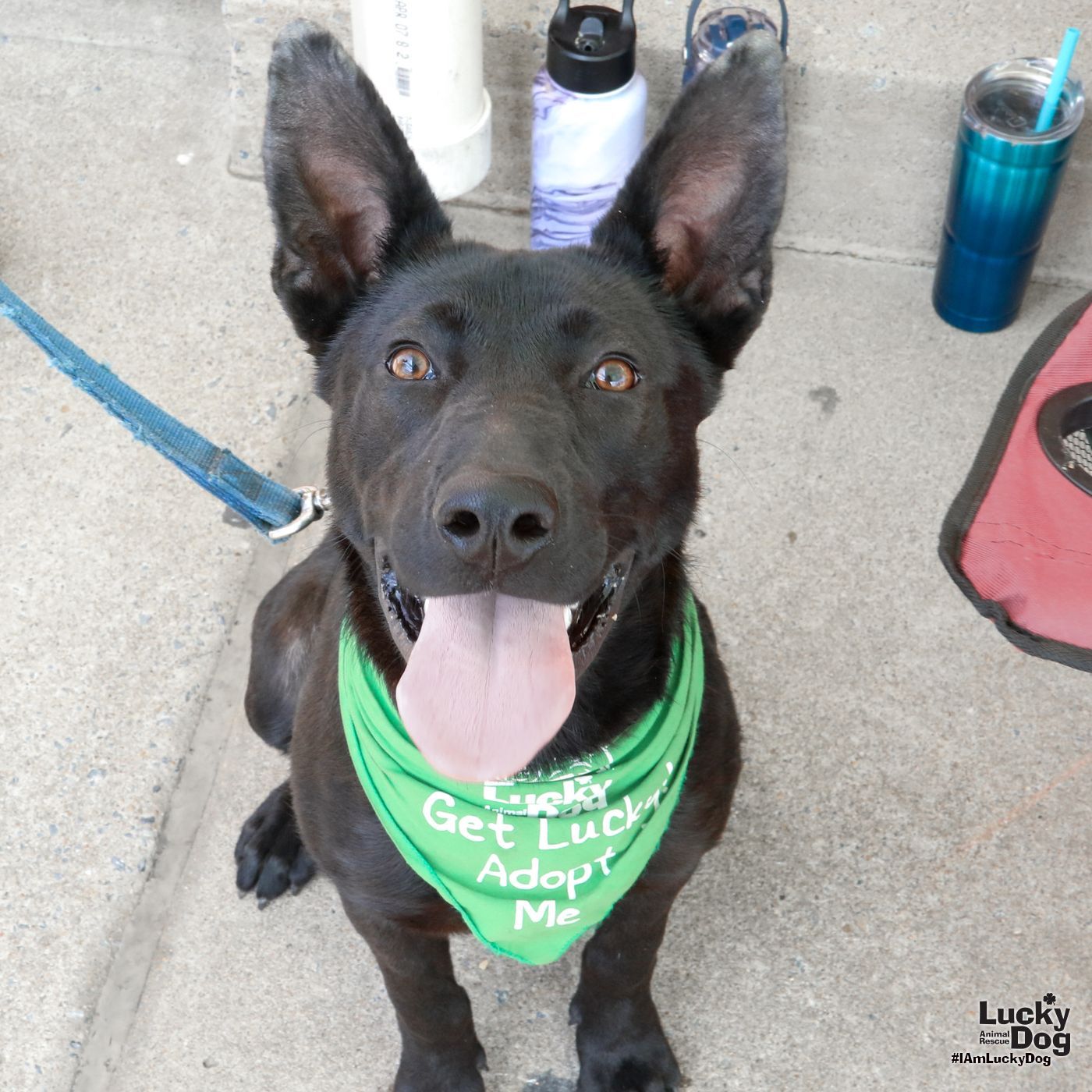 Adopt | Lucky Dog Animal Rescue