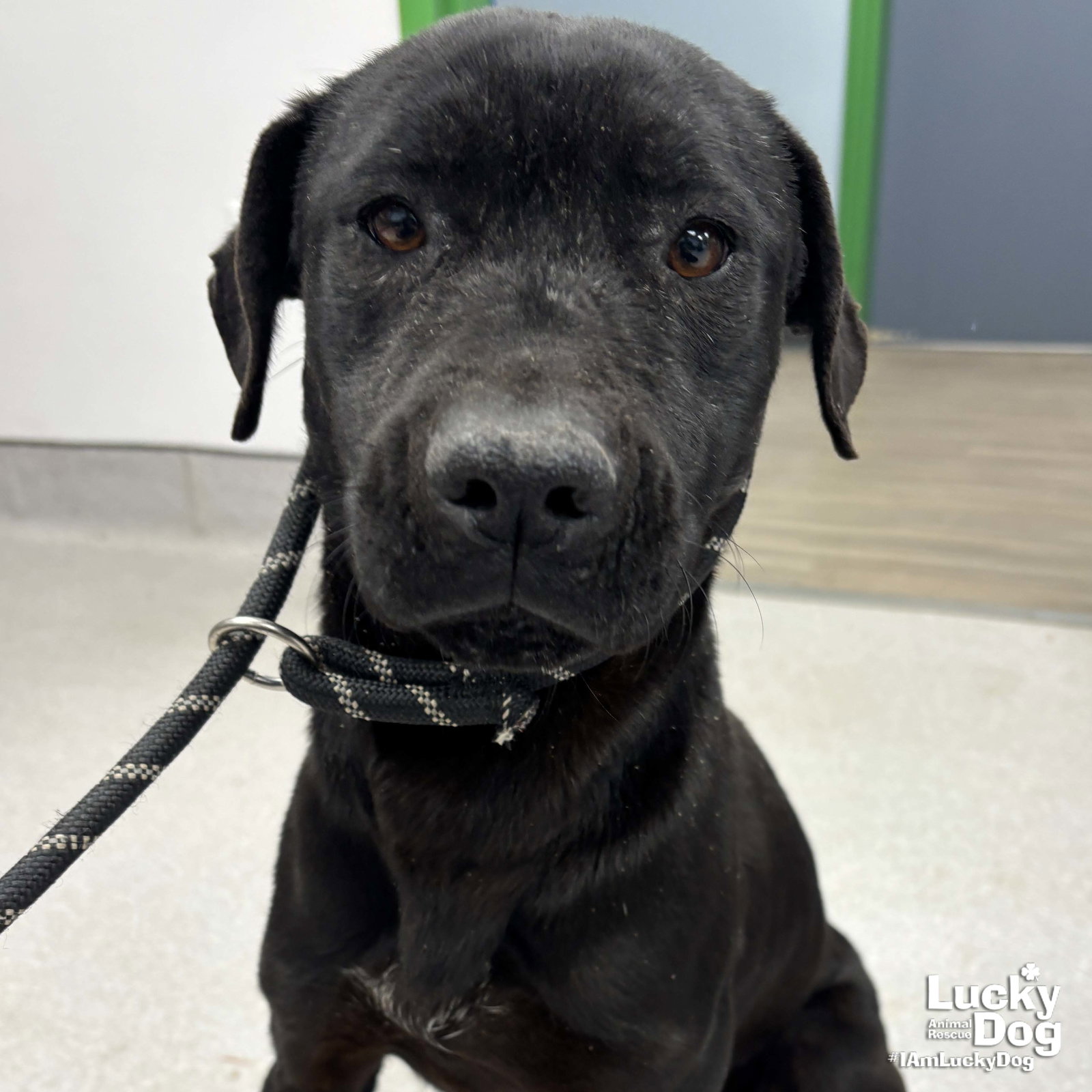 Adopt | Lucky Dog Animal Rescue