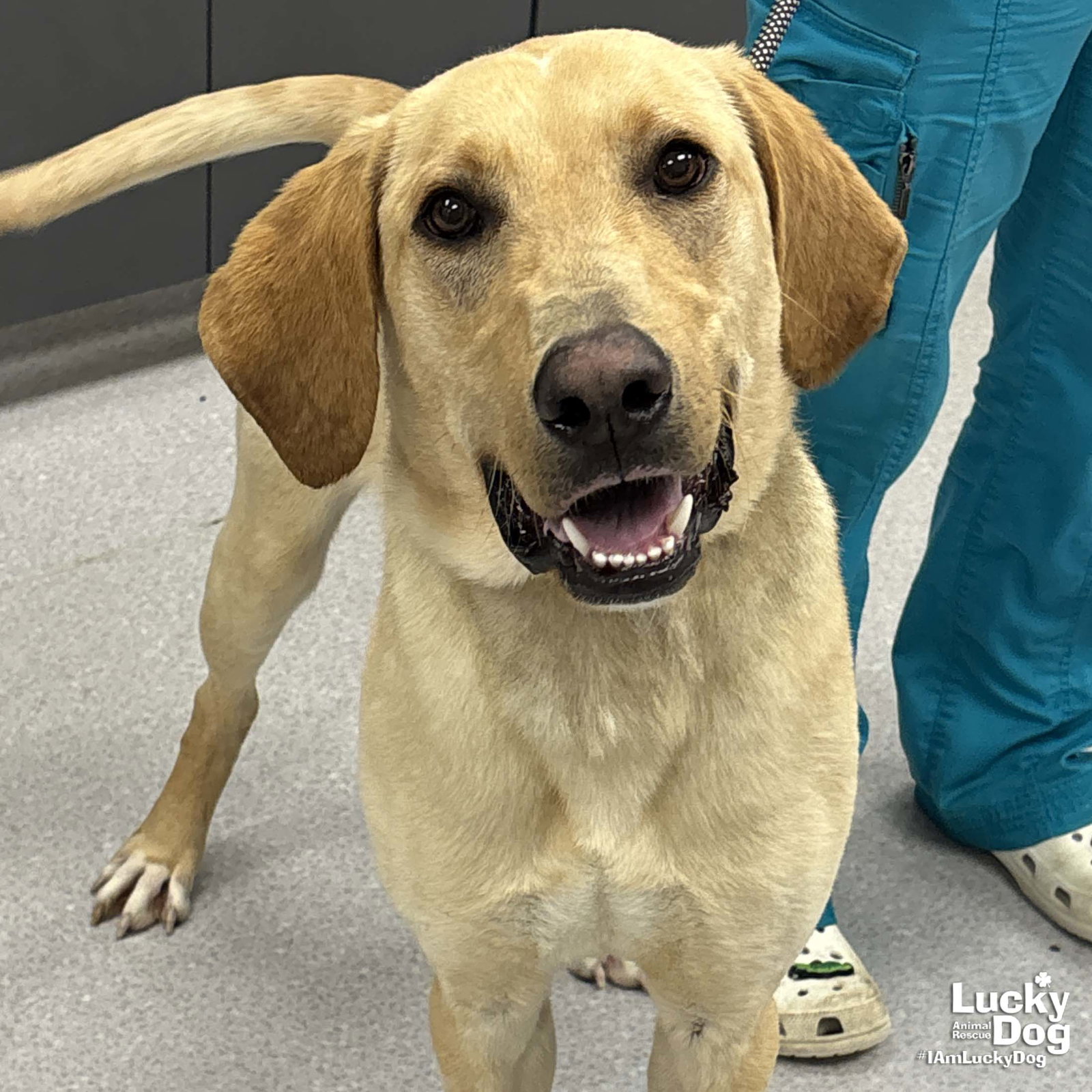 Adopt | Lucky Dog Animal Rescue