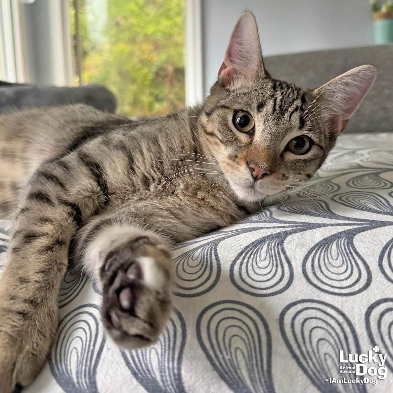 Cats for Adoption in Baltimore County, Maryland | Alpha Paw
