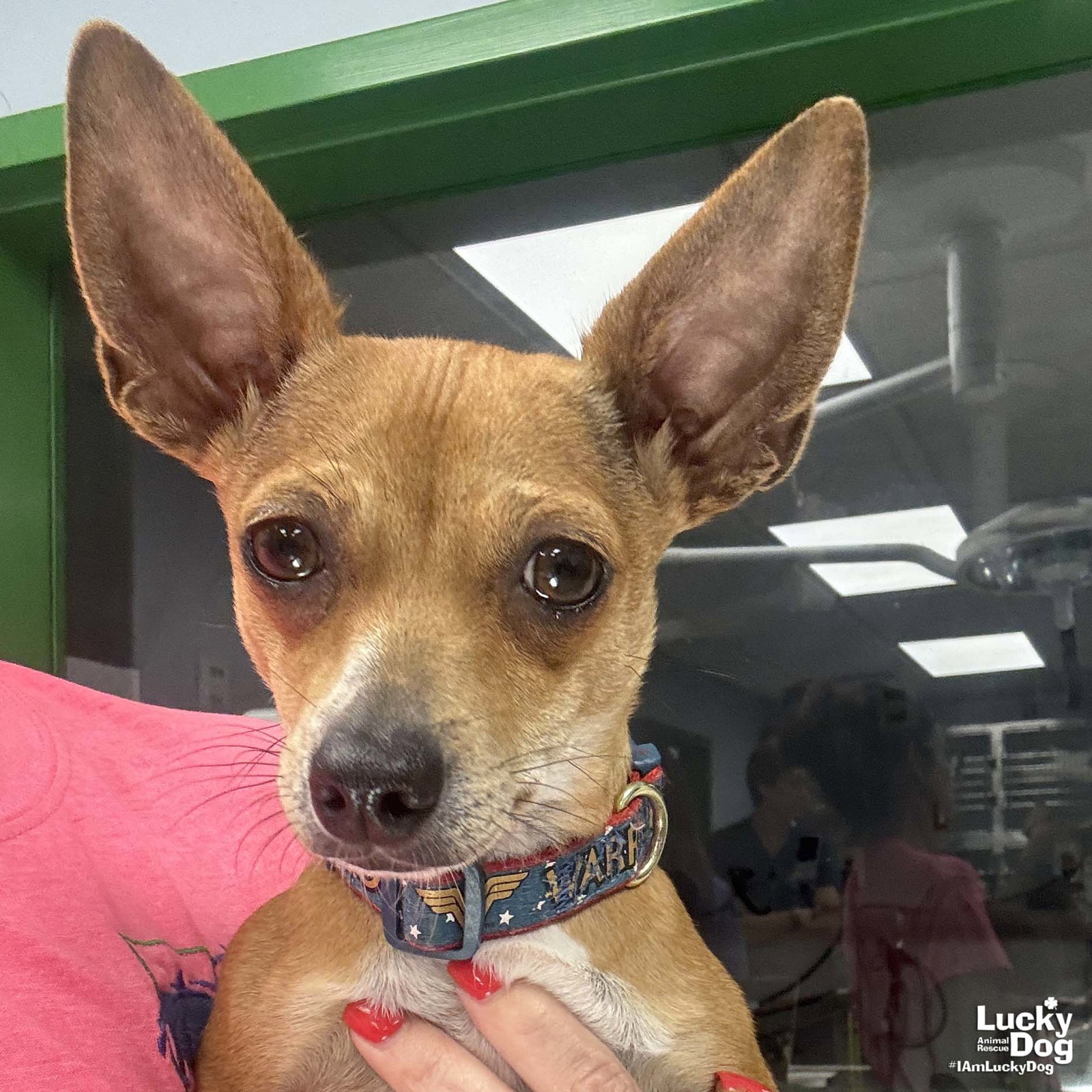 Adopt | Lucky Dog Animal Rescue
