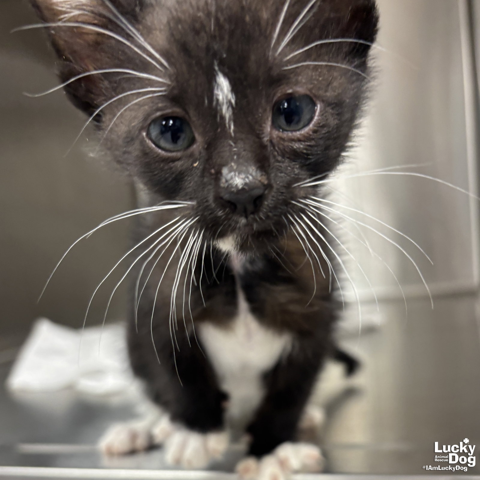 Cats for Adoption in Bethesda, Maryland | Alpha Paw