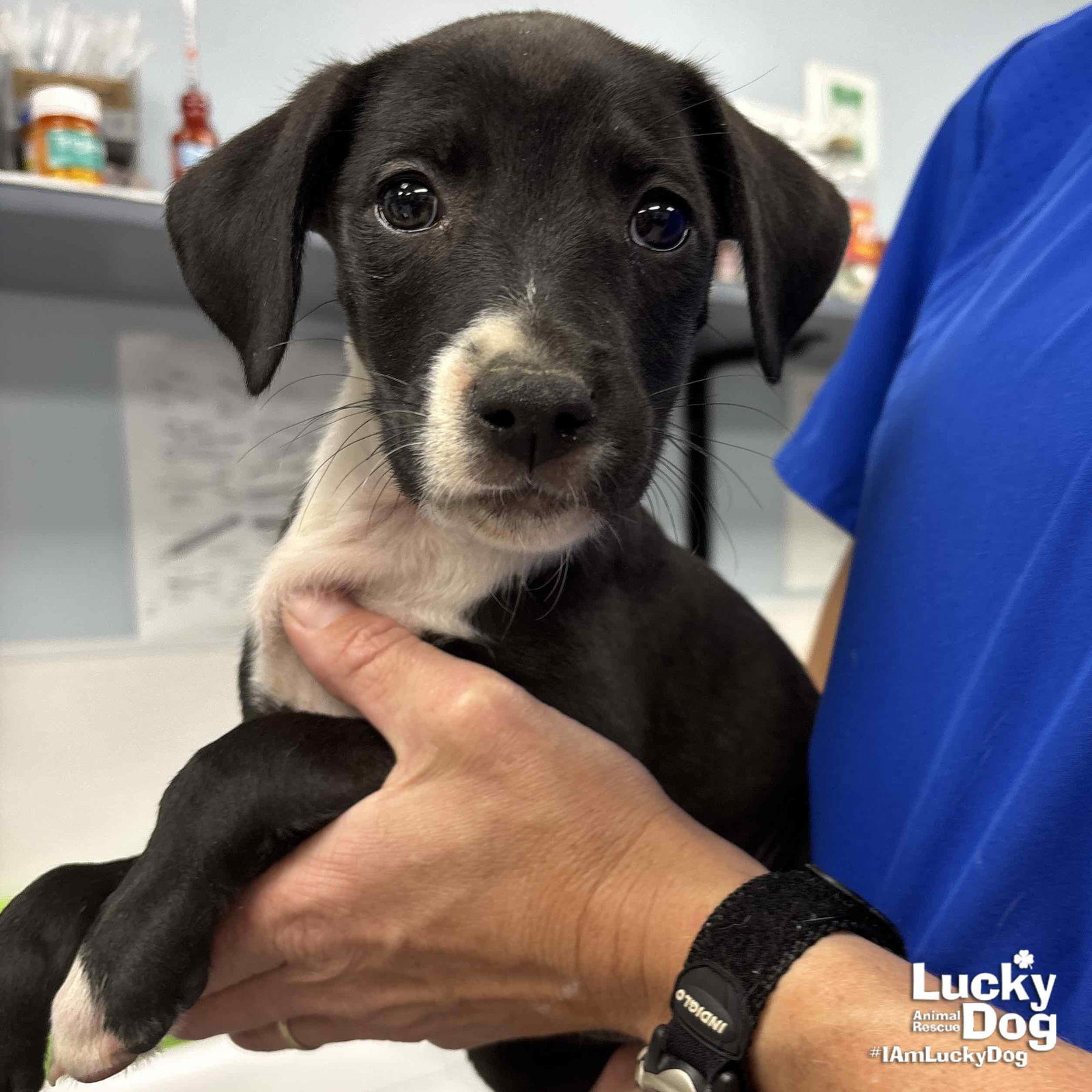 Dog for Adoption - Amy Violet, a Retriever in Bethesda, MD | Alpha Paw