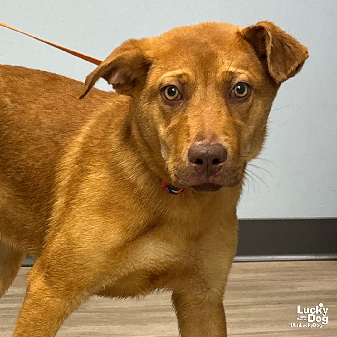 Adopt | Lucky Dog Animal Rescue