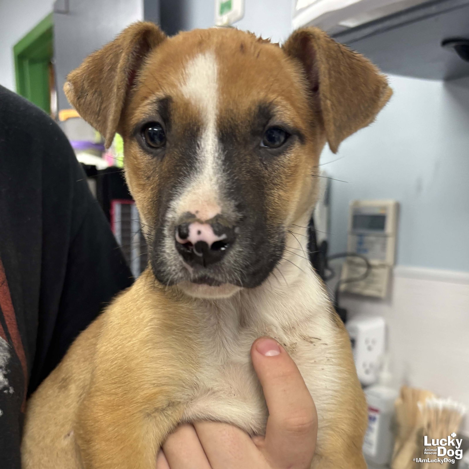 Dog for Adoption - Doris, a Shepherd in Annapolis, MD | Alpha Paw