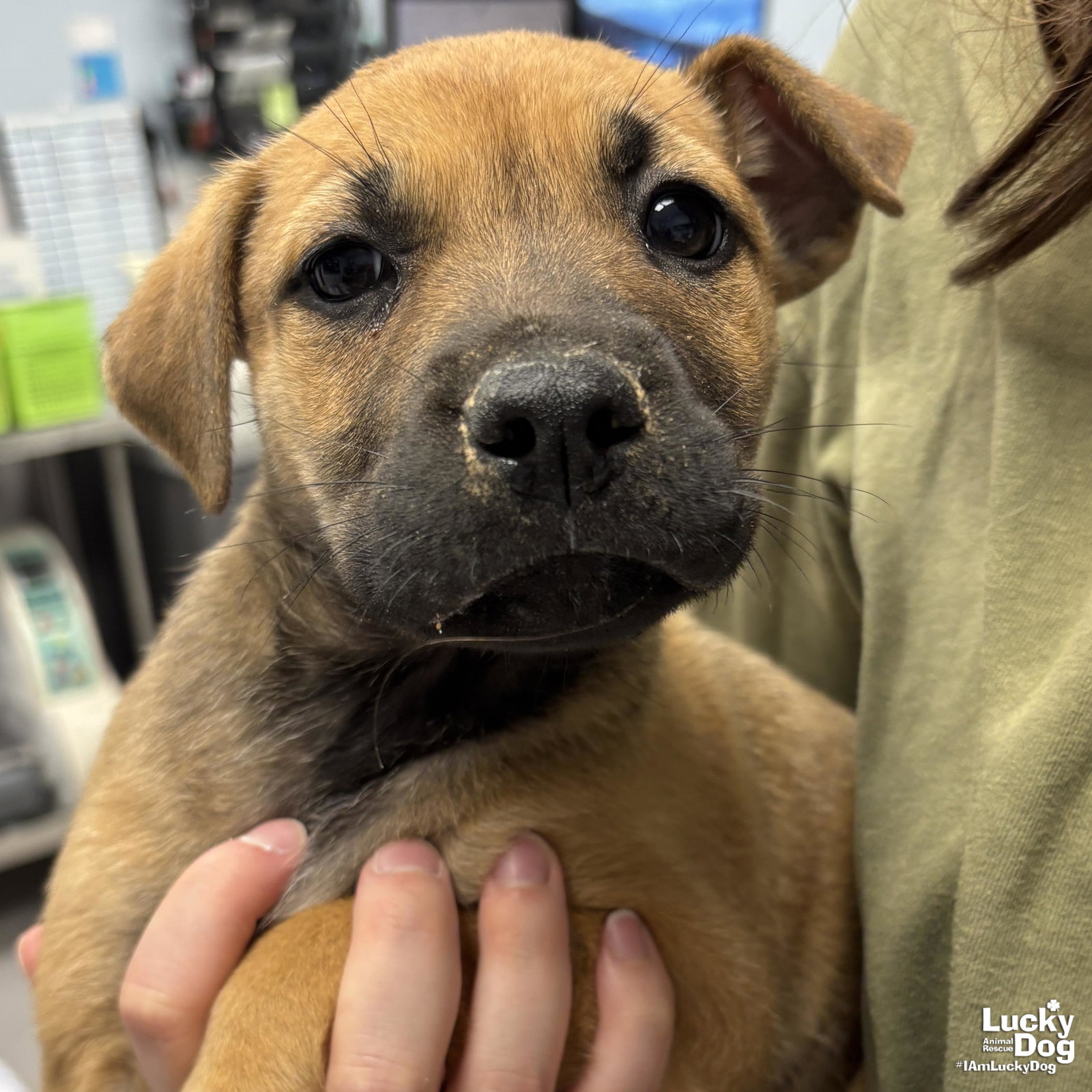 Dog for Adoption - Taylor Swift, a Australian Cattle Dog/Blue Heeler in ...