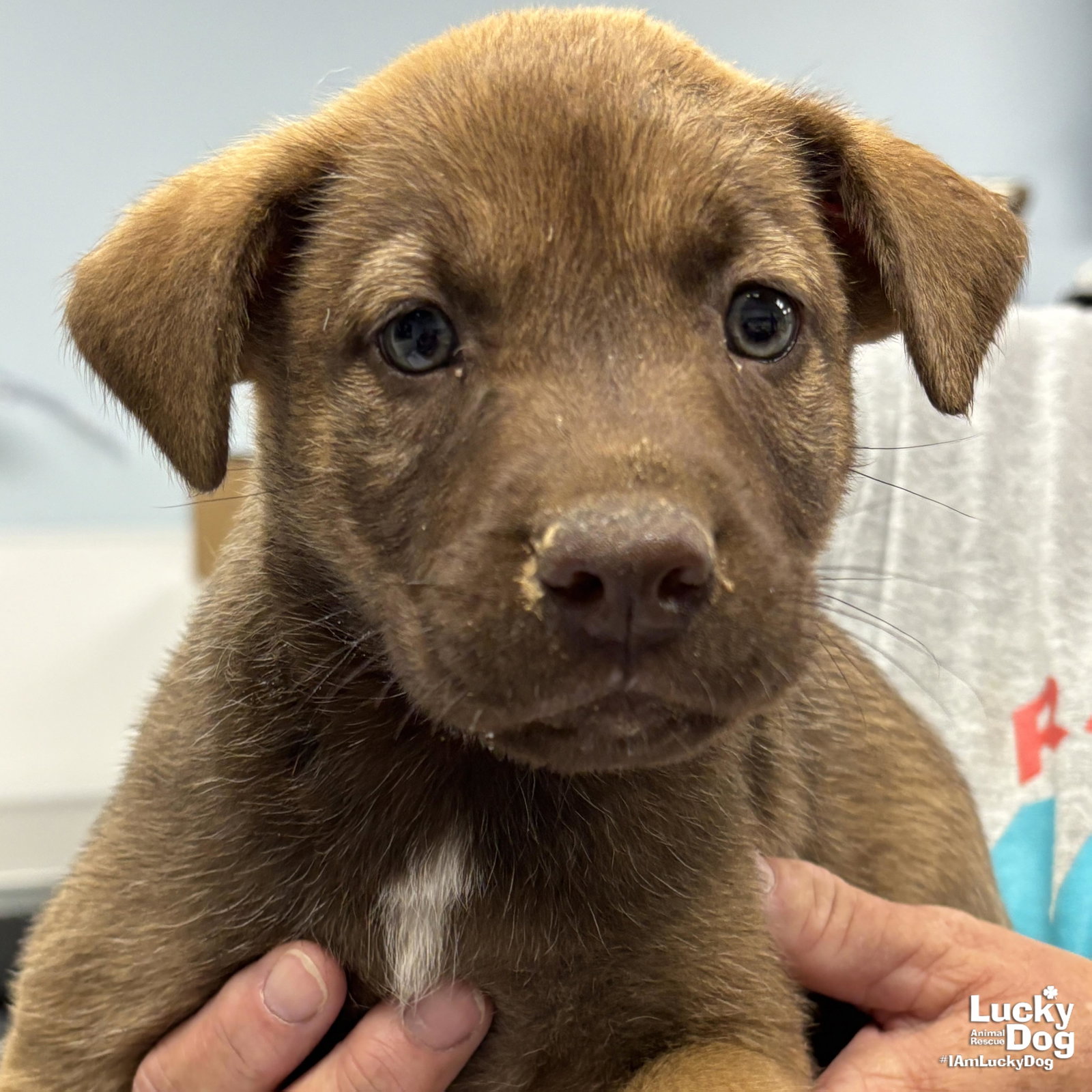 Dog for Adoption - Tamera Mowry, a Australian Cattle Dog/Blue Heeler in ...