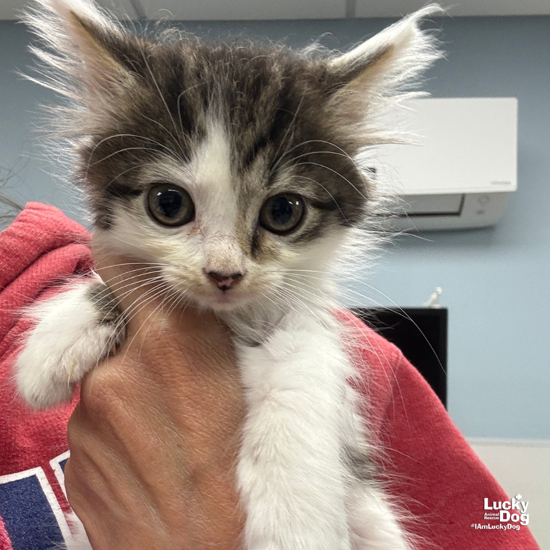 Cats for Adoption in Alexandria, Virginia | Alpha Paw