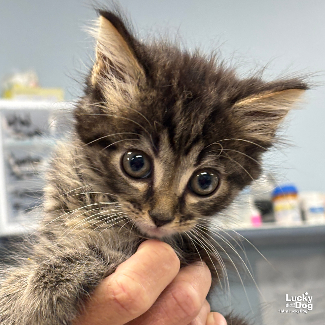 Cats for Adoption in Odenton, Maryland | Alpha Paw