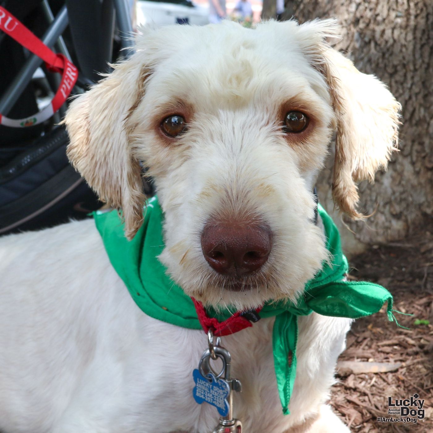 Adopt | Lucky Dog Animal Rescue