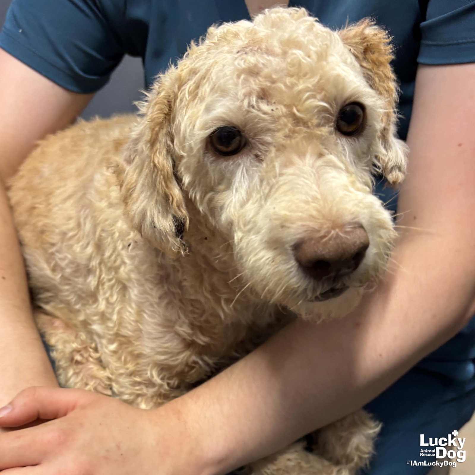 Adopt | Lucky Dog Animal Rescue