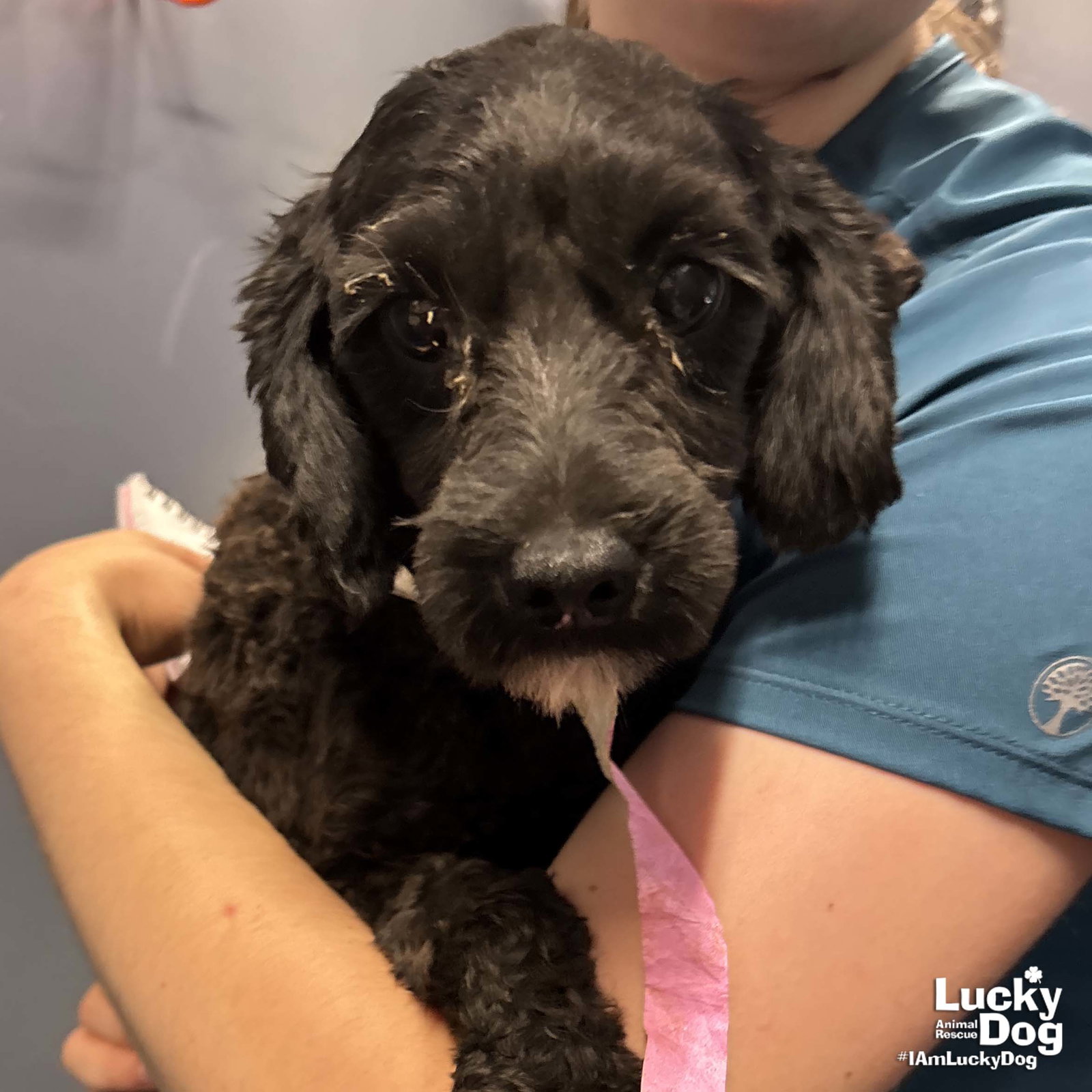 Adopt | Lucky Dog Animal Rescue