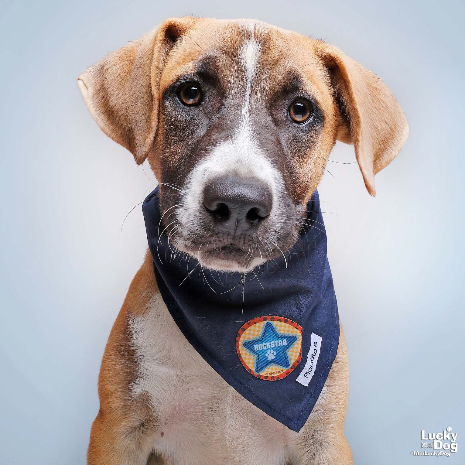 Adopt | Lucky Dog Animal Rescue