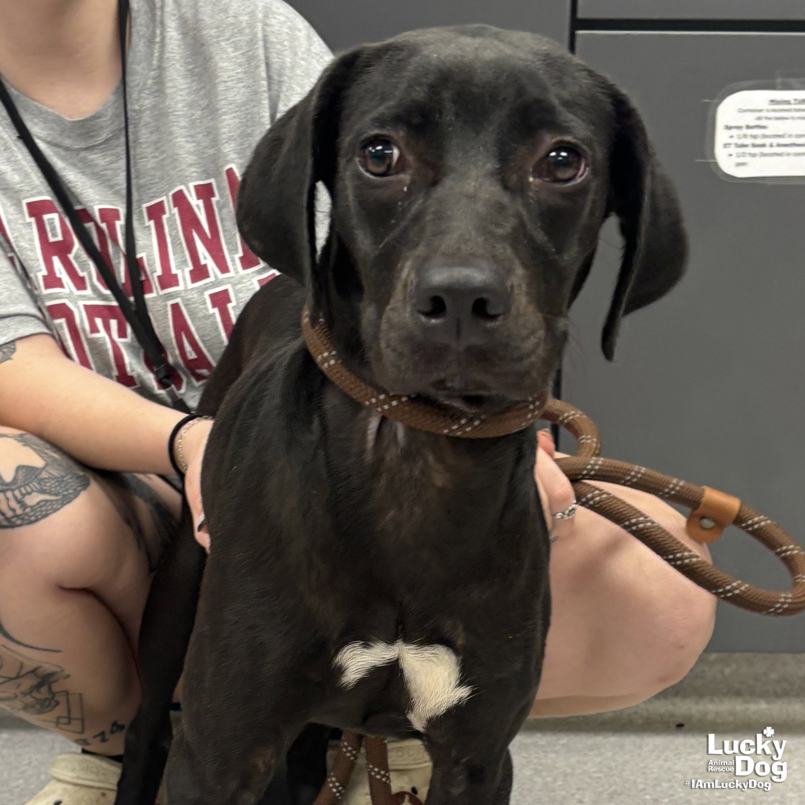 Dog for Adoption - Mystic, a Labrador Retriever in Ashburn, VA | Alpha Paw