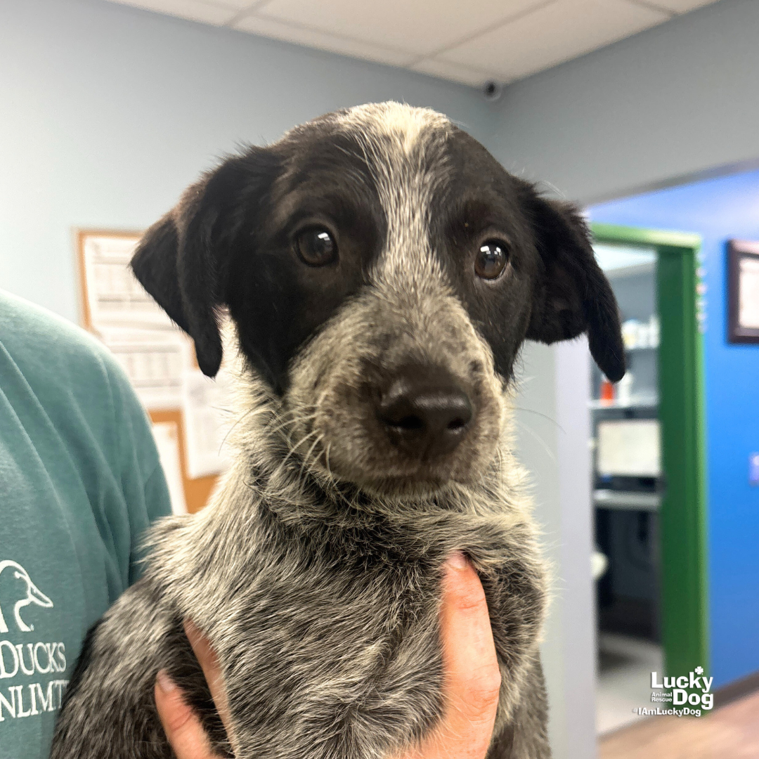 Dog for Adoption - Erin, a Australian Cattle Dog/Blue Heeler in Towson ...