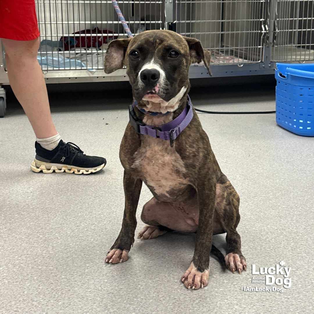 Adopt | Lucky Dog Animal Rescue